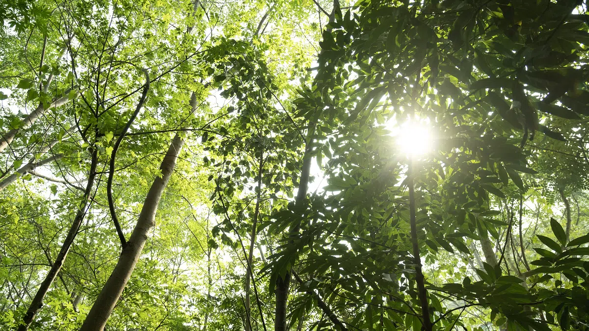 Life At SLK | SLK Software